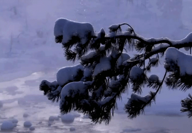 Iarna ,brad ,ninge /gif