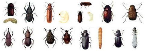 CARUNCHO OU GORGULHO (Chrysomeloidea) | Klima Naturali™