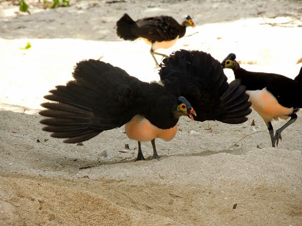Maleo Senkawor KHAS( SULAWESI Tengah-INDONESIA.) ~ hewan-hewan