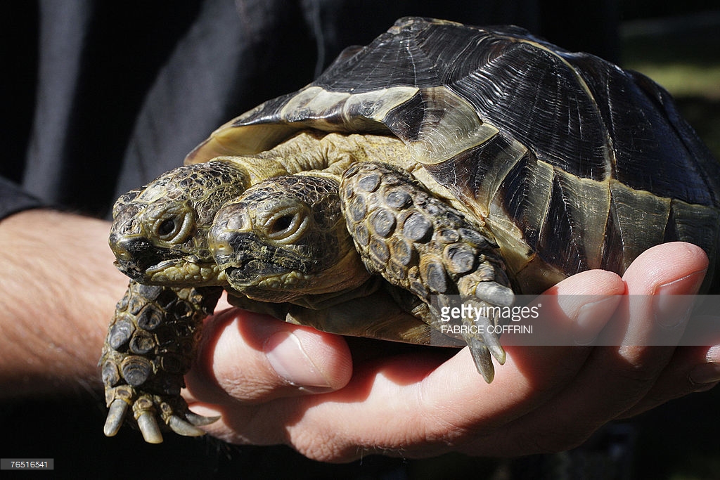 Janus, the Two-Headed Turtle - Oddity News