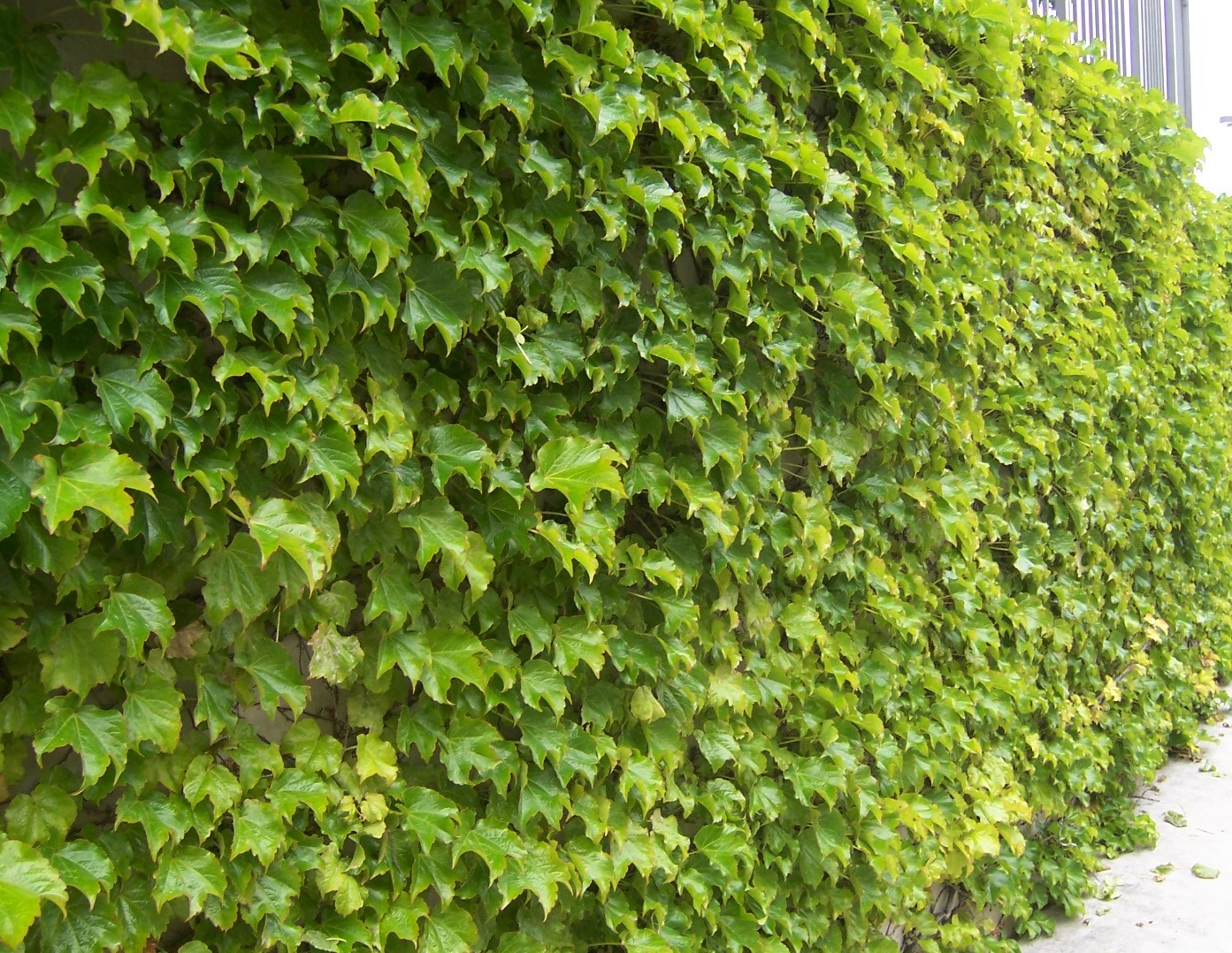 The 2 Minute Gardener: Photo - Boston Ivy (Parthenocissus tricuspidata)