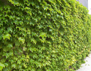 The 2 Minute Gardener: Photo - Boston Ivy (Parthenocissus tricuspidata)