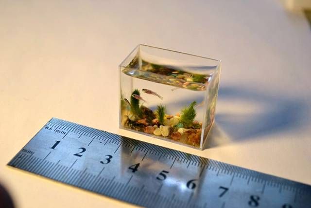 Colombo zone: Micro miniature art Aquarium....!!!!