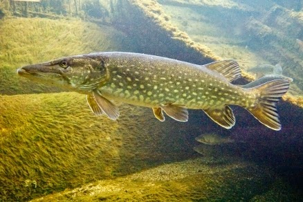 viziszörnyek.hu: Csuka (Esox lucius) tartása
