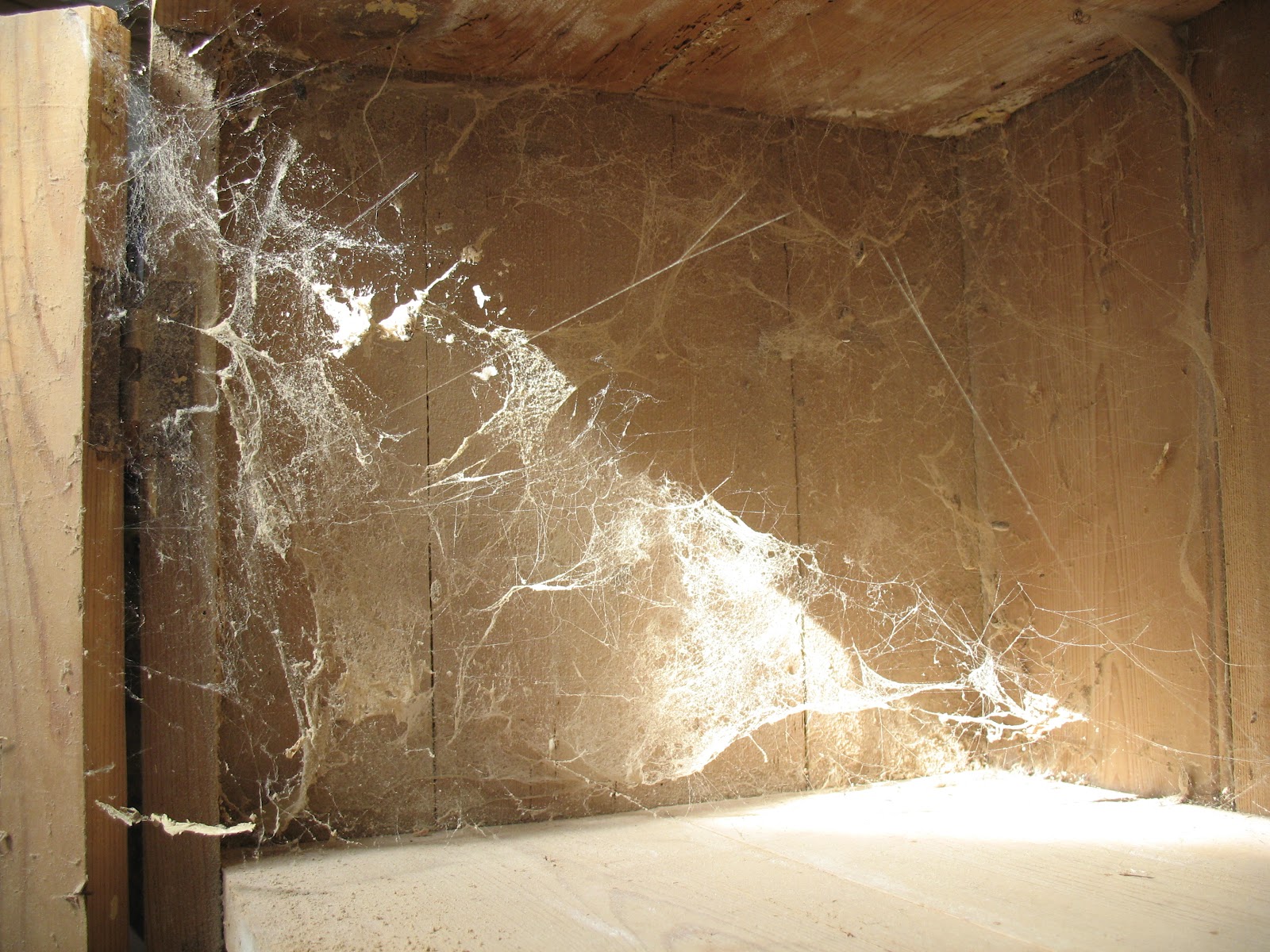 beneath the surface: victorian cobwebs