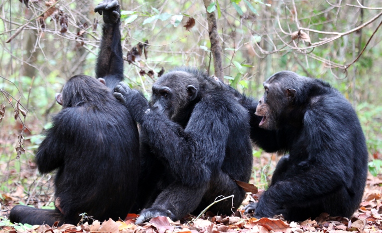 Greystoke Mahale - The Original Mahale Camp: Murder in Mahale