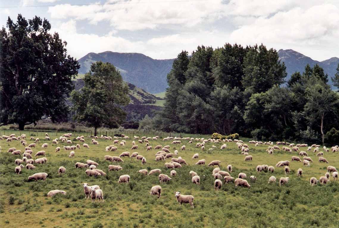 Summit Musings: Friday Fences - New Zealand Sheep Farm and Gardens