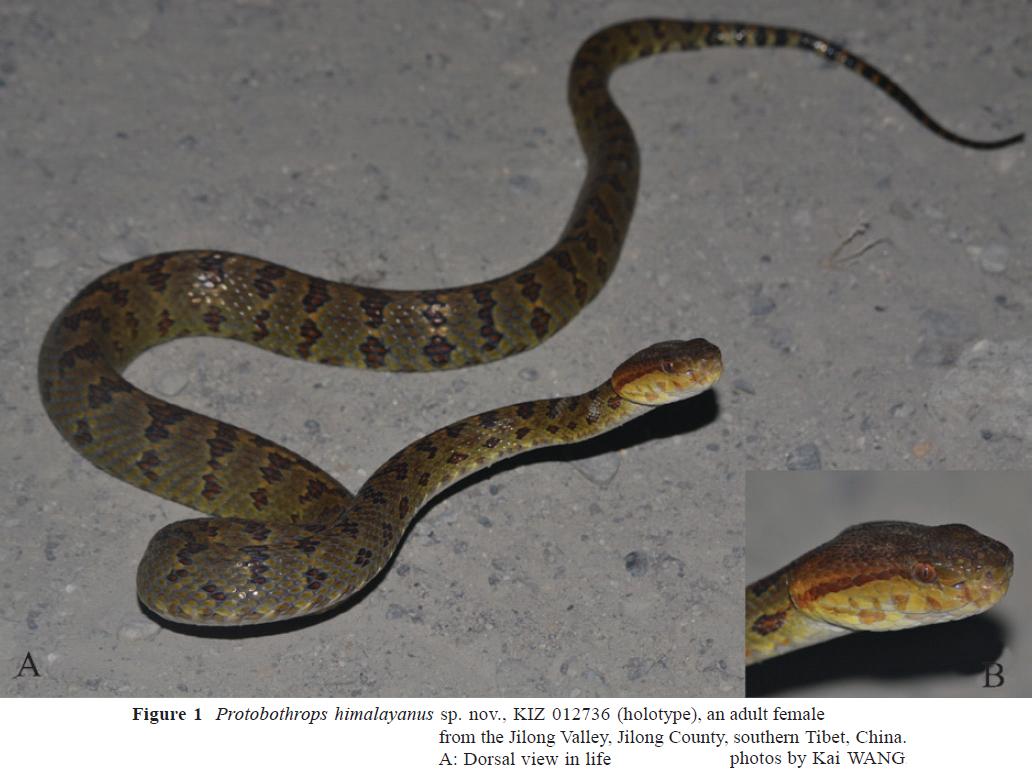 Species New to Science: [Herpetology • 2013] Protobothrops himalayanus ...
