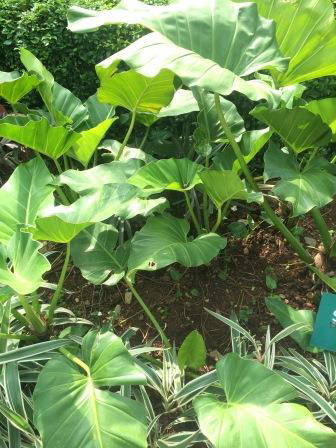 Philodendron maximum | Pustaka Flora | Database Tanaman Landscape