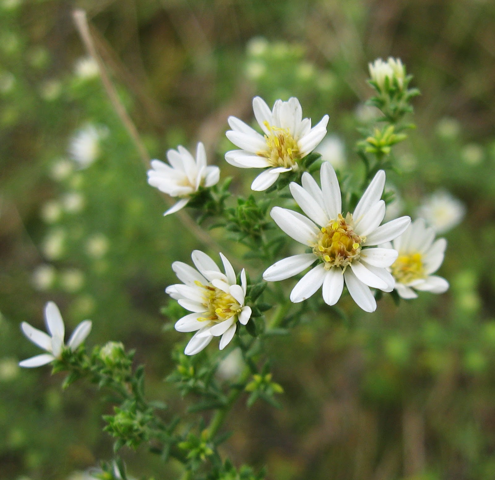 Tangled Web: Amethyst Aster (Aster x amethystinus)
