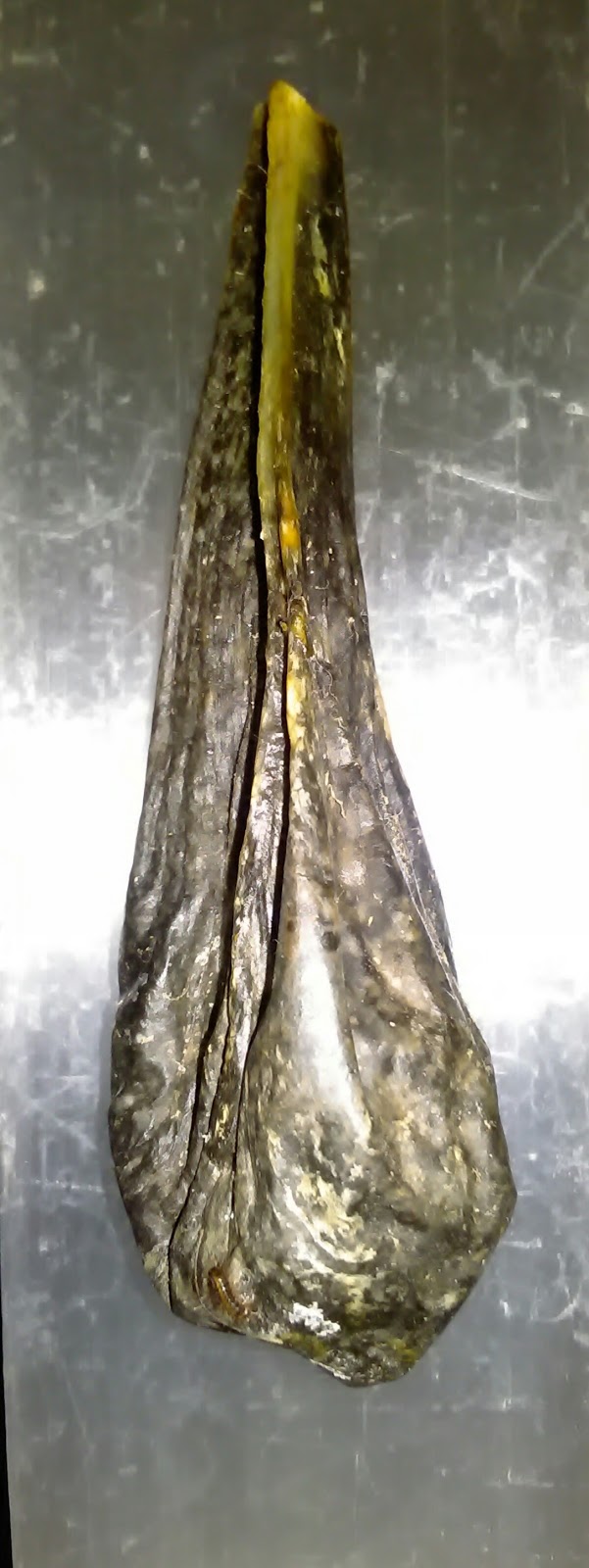 REGINA CIELI'S ART SHOP: Union of the Snake(LUPON NG MGA ULUPONG)