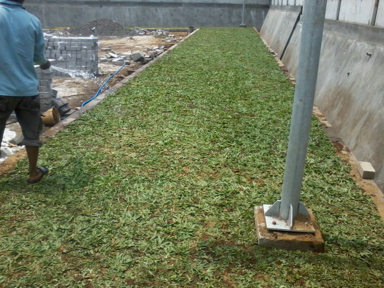 Penanaman rumput gajah mini di PT.indomarco prismatama jalan mayjend ...