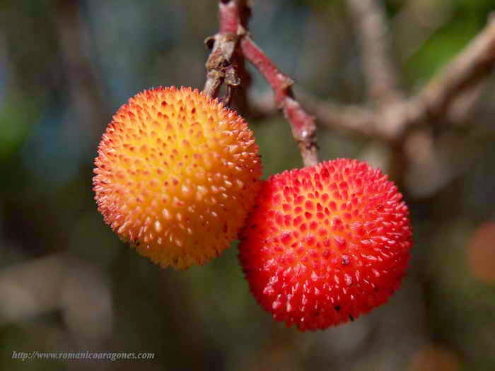 plantas : EL MADROÑO