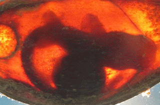 Embryos Sand Tiger Sharks Devour Their Siblings While in the Womb - The ...