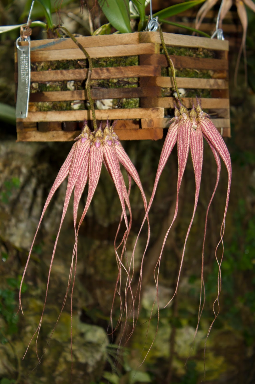 Maria's Orchids: 01/01/2018 - 02/01/2018