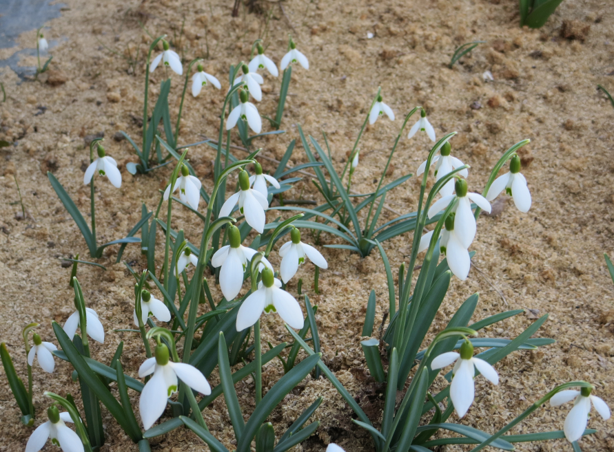 Krautland News: Snowbells [image]