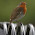 Brian Rafferty...Wildlife Photographer: A Family Affair