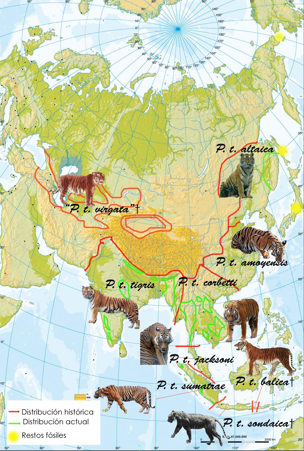 Hammerian: Esos animales que estamos aniquilando...El tigre
