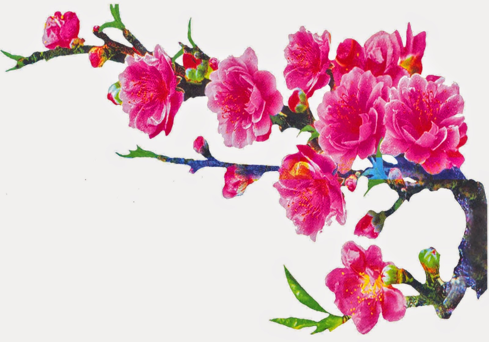 vietsinhvienit: cành đào png