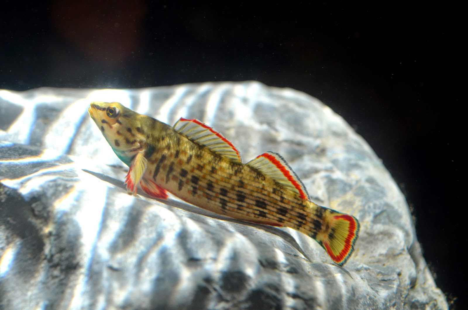 Virginia Fishes: Mating season! Male redline darters fight it out, gilt ...