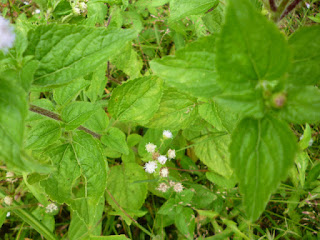White Billygoat Weed - Agara or Hulantala | SL Flora