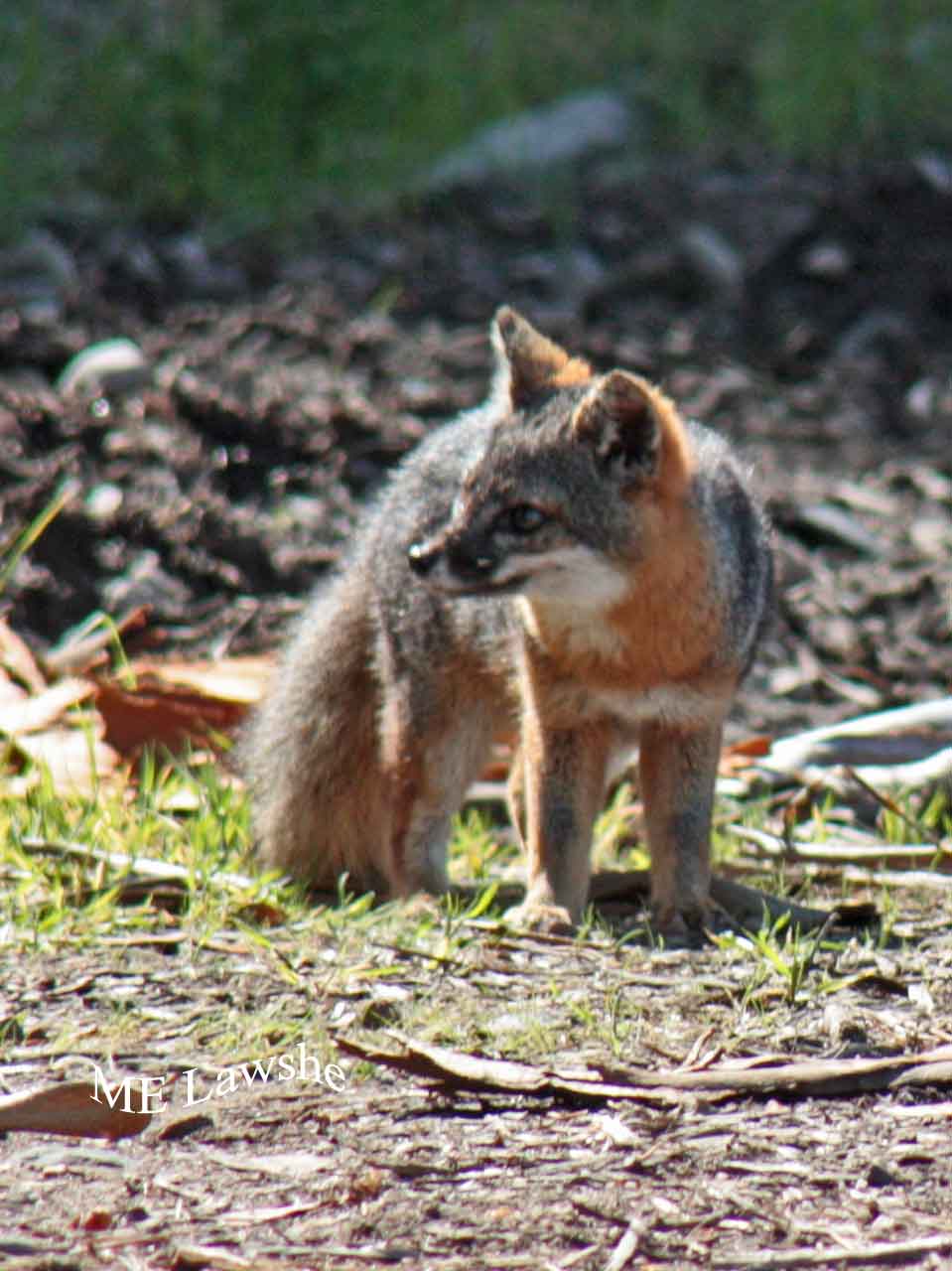 Friends of the Island Fox: USFWS Announces Channel Island Fox's Record ...