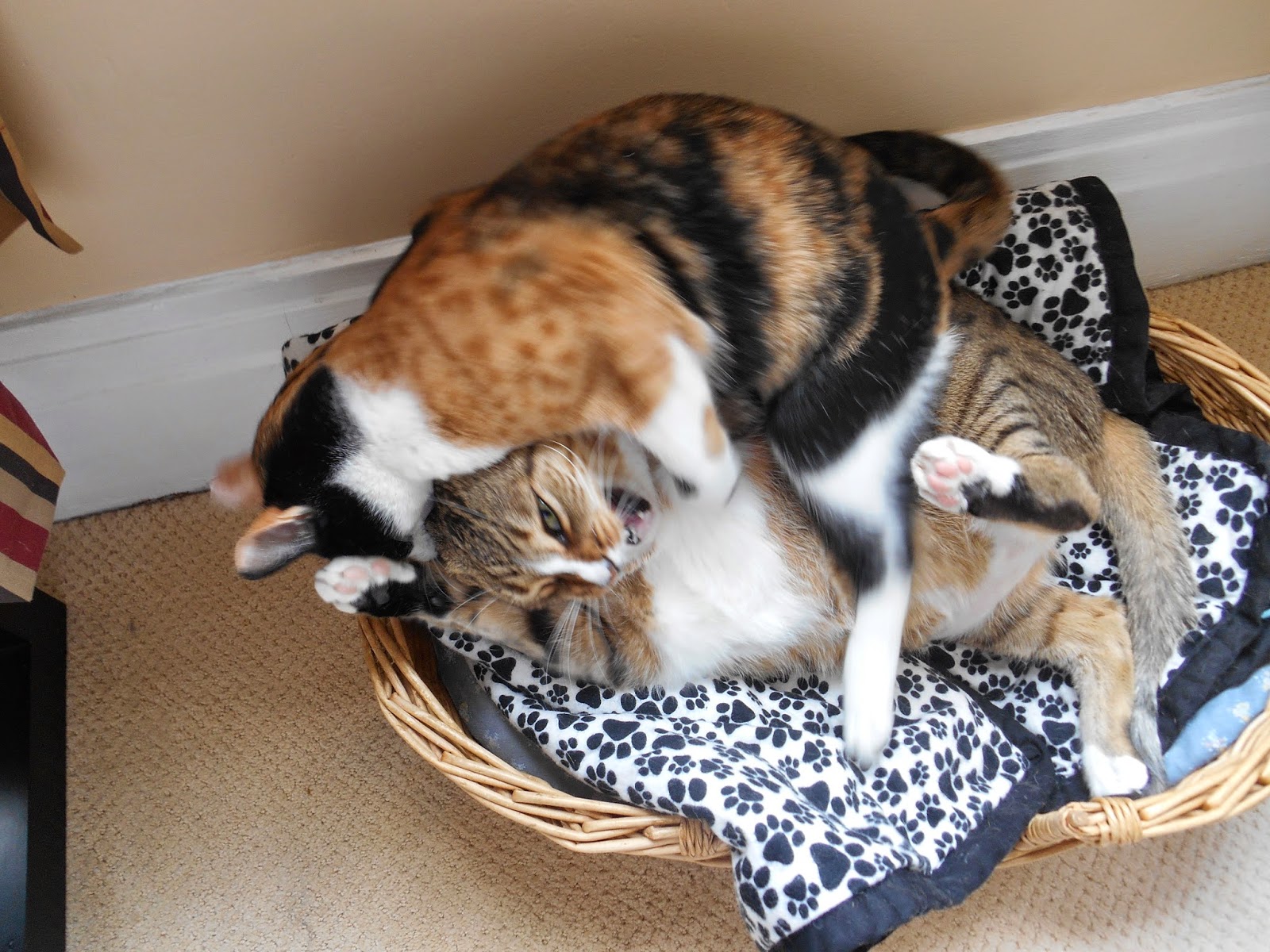 THE GUIDO GAZETTE : Improbable But Pawsitive Hugging