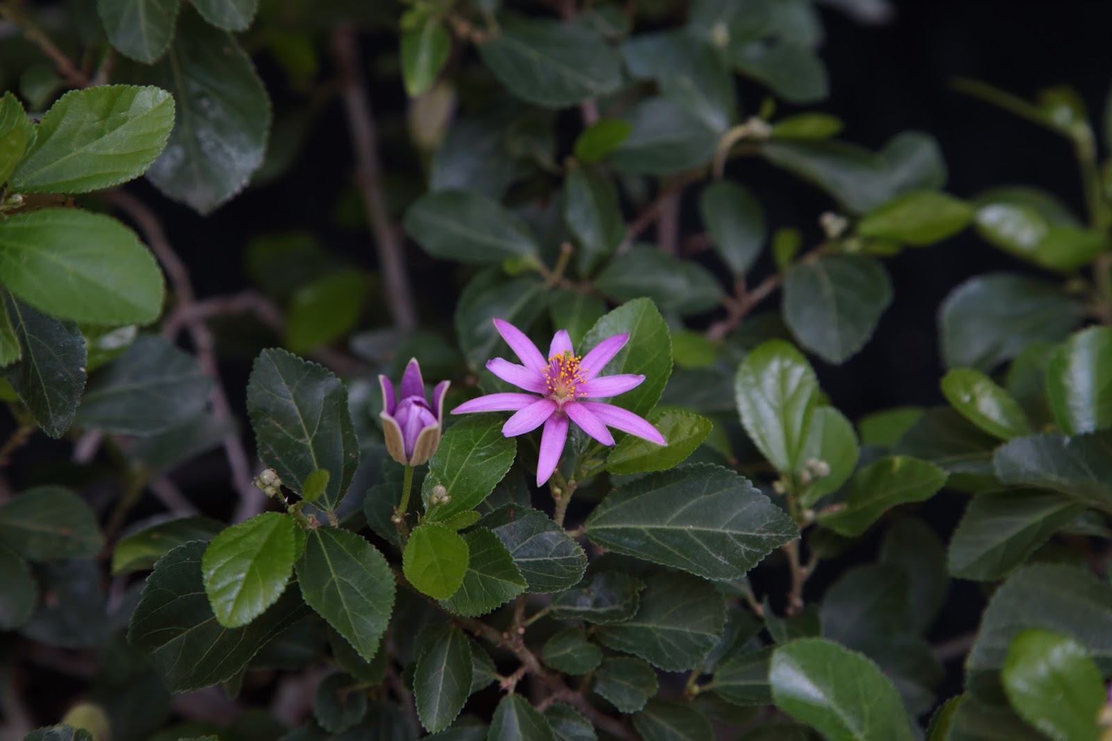 my gardening archive: crossberry // four corners // lavender star ...