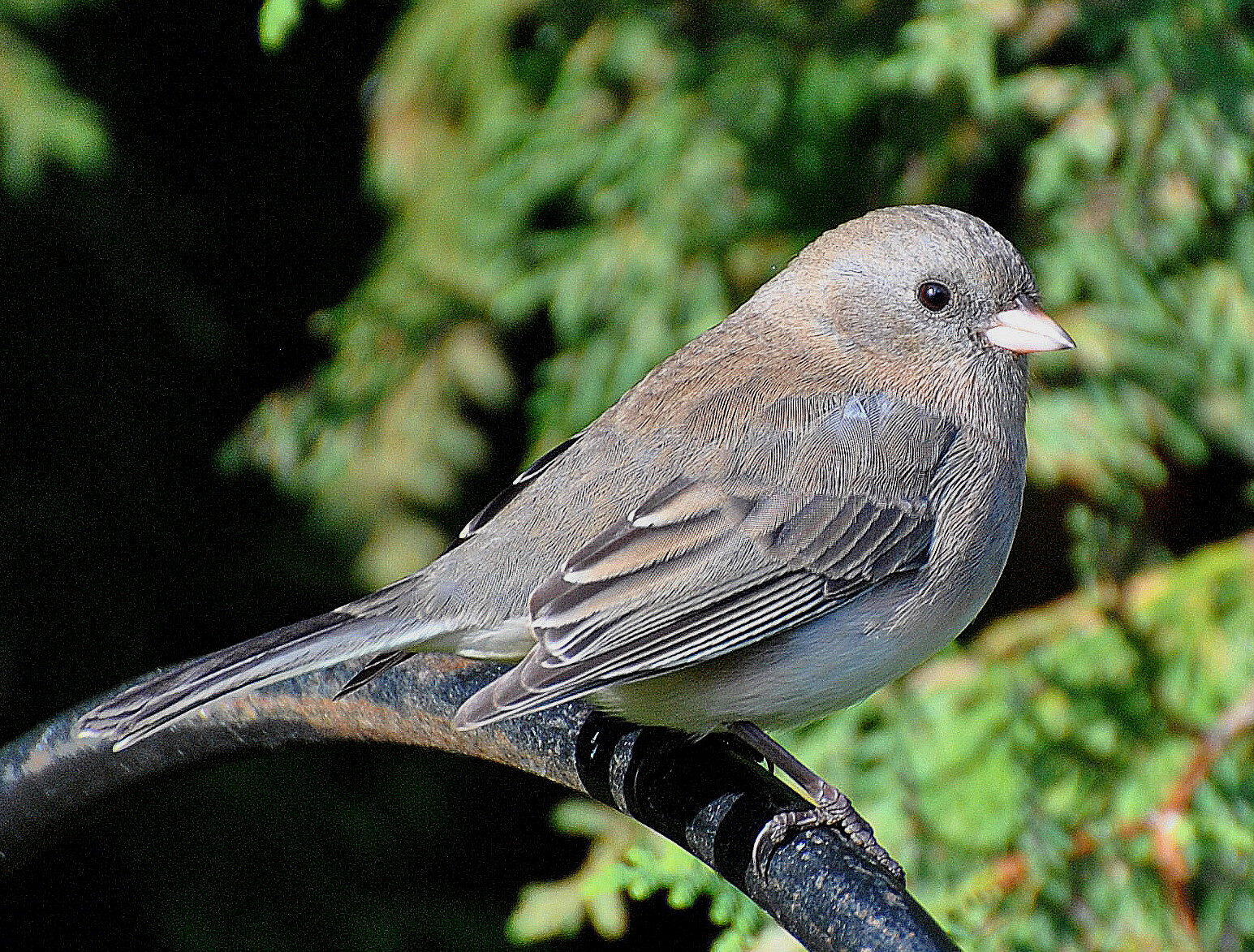 BARRY the BIRDER: Hooked on Dark-eyed Juncos