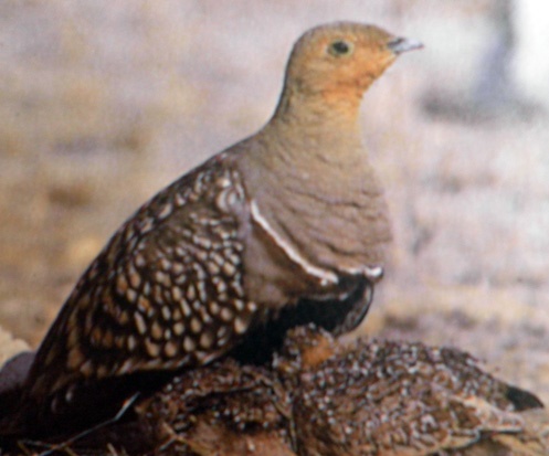 CURIOSIDADES SOBRE A CODORNA