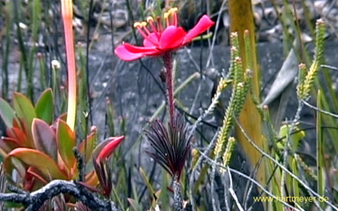 Cultivadores de plantas carnívoras en el Perú: Ledothamnus decumbens-la ...