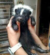 Smiling Skunk: cute skunks