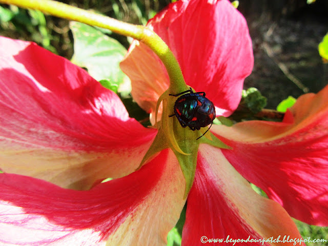 Hibiscus Harlequin Beetle - Caloundra - September 2011