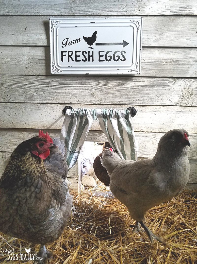 DIY Draft Drapes for your Chicken Coop - Fresh Eggs Daily® with Lisa Steele