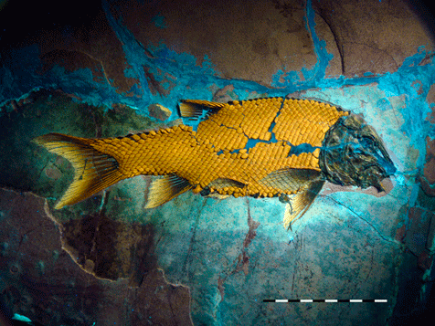 Mesozoic Vertebrates Blog: What, if anything, is Lepidotes?