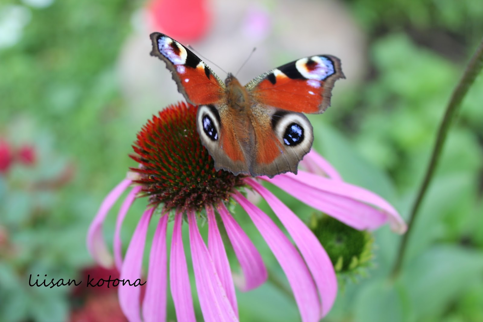 Liisan kotona: Muutama kranssi ja muuta askartelua sekä kirppislöytöjä