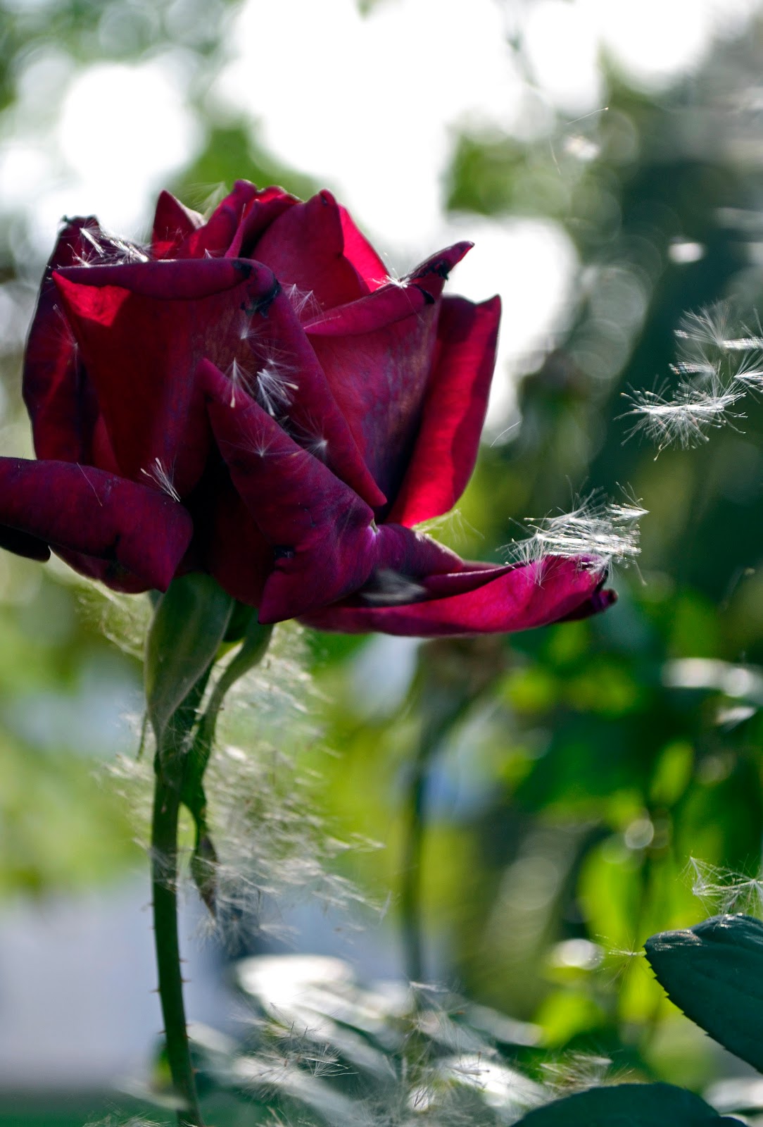 Tangible Daydreams: Photography, roses, cattail fluff, and serendipity