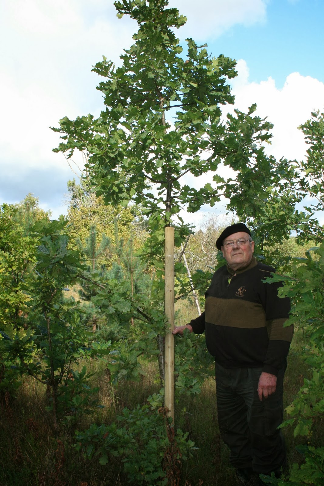 Vana metsamehe blogi: Tammesalu kasvatamisest Eesti Vabariigi 100ks ...