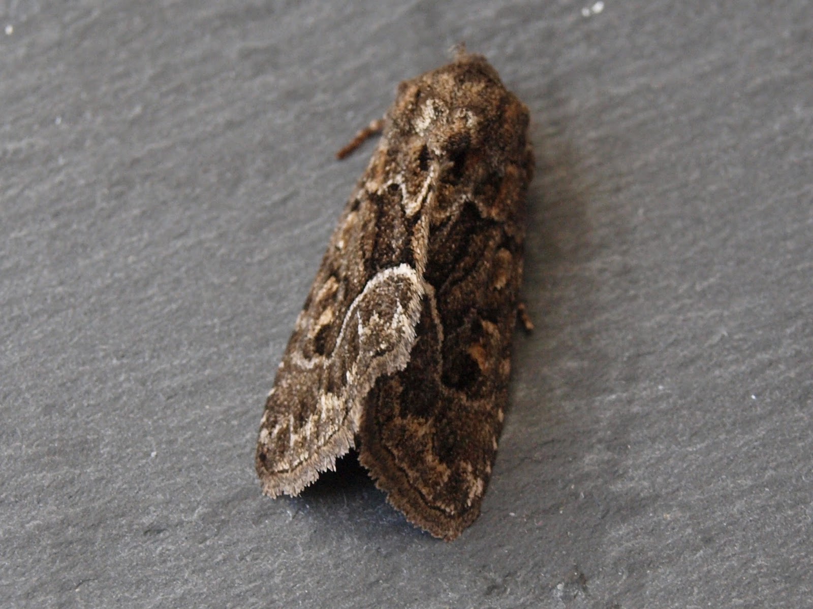 Ragged Robin's Nature Notes: More Moths