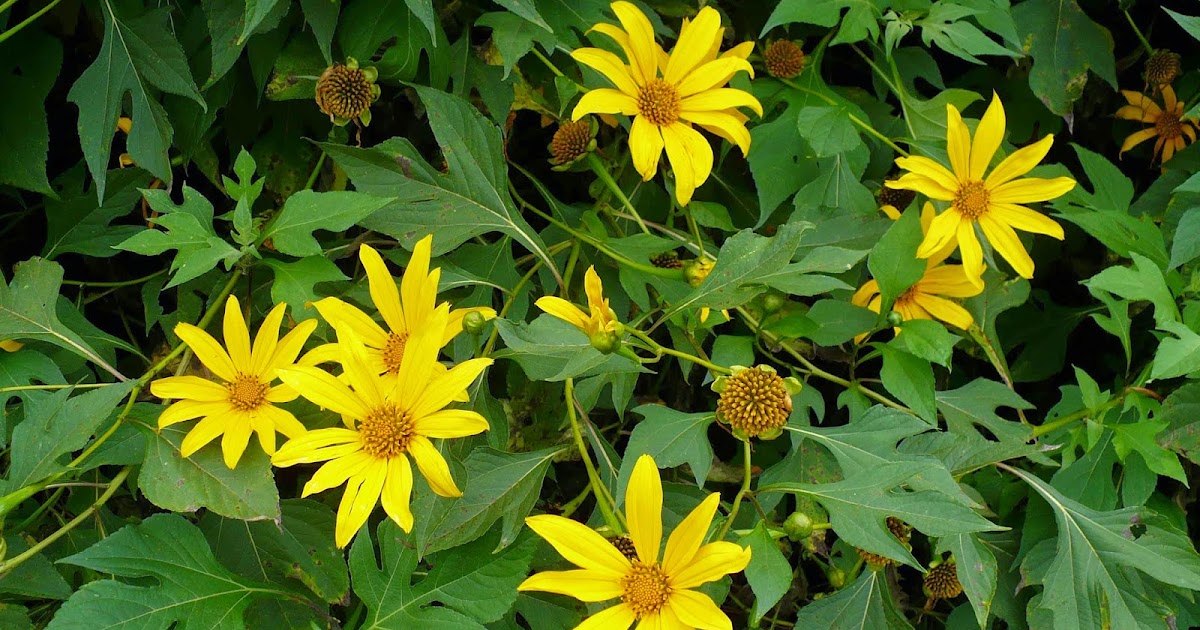 11+ Daun Bunga Terbaru, Yang Populer!