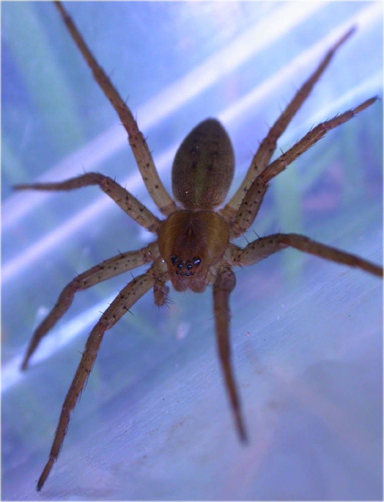 Arachnerds: Fen Raft Spider - Dolomedes plantarius