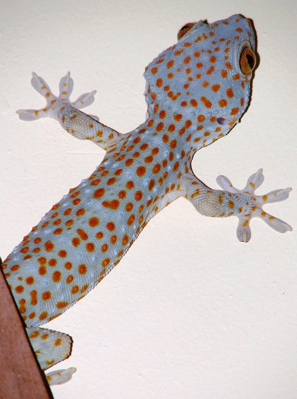 OUR PHILIPPINE TREES: The Elusive Tuko in the Limelight