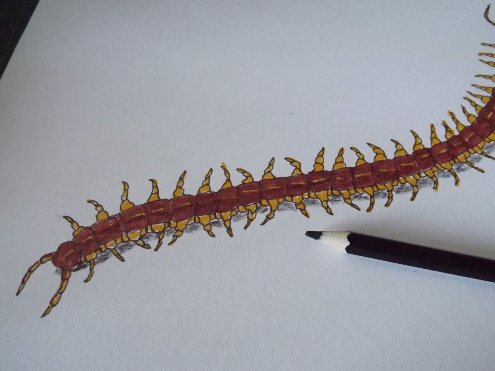 A Pretty Talent Blog: How to draw: A Centipede