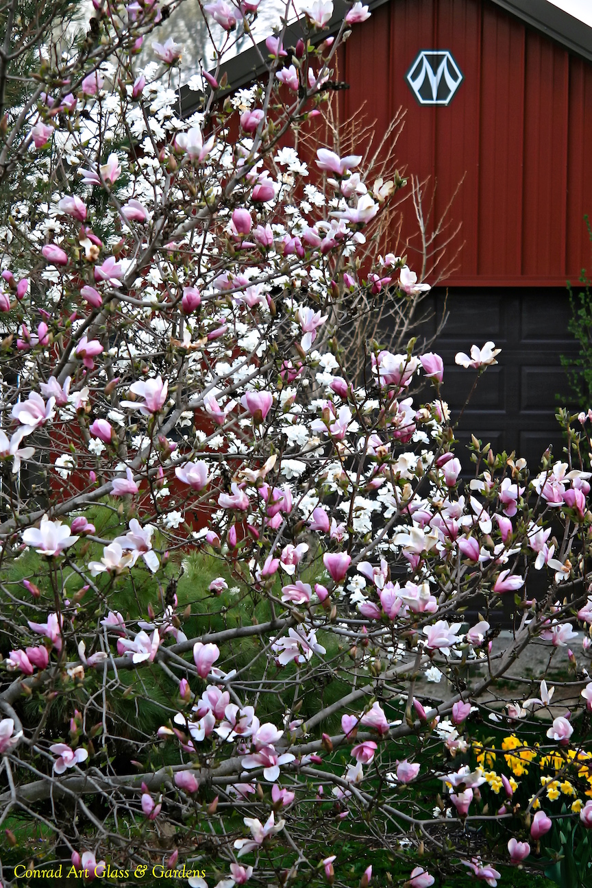 Conrad Art Glass & Gardens: The beginning of magnolia season....
