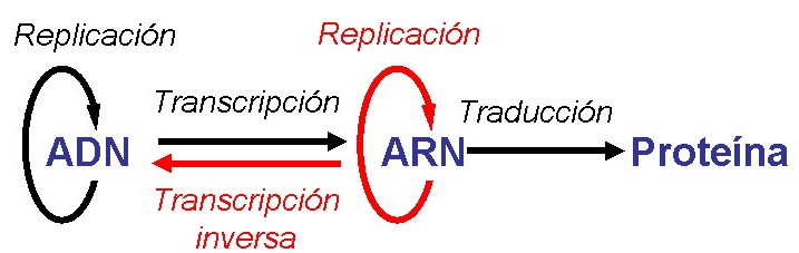 BIOLOGÍA: SE IDENTIFICAN LAS SECUENCIAS DE ADN NO CODIFICANTE MÁS ...