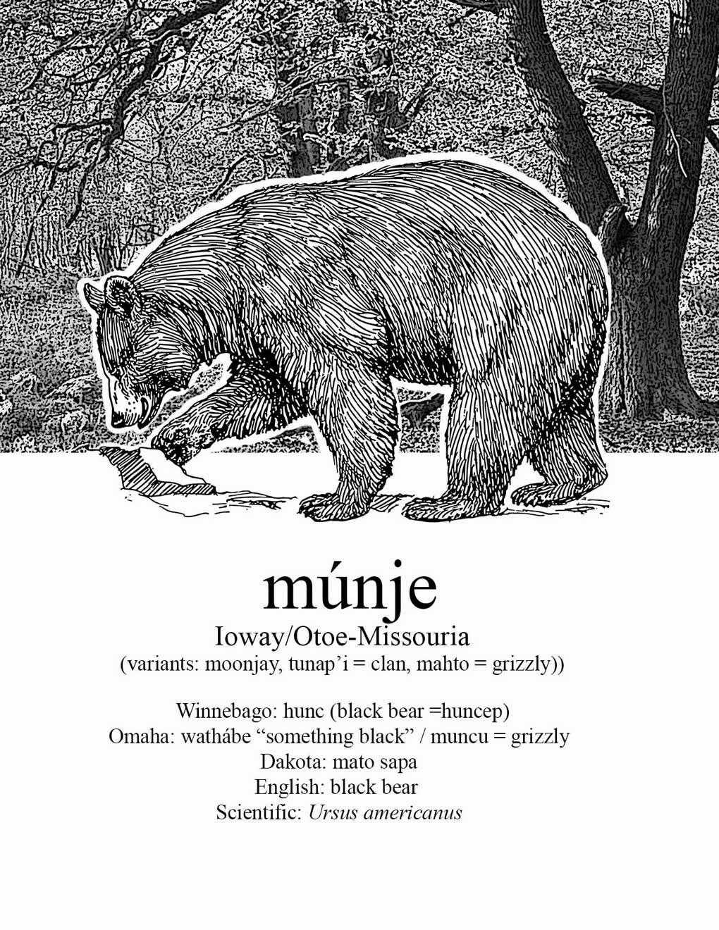 Nemaha: Ioway Clan Animals: Black Bear and Buffalo