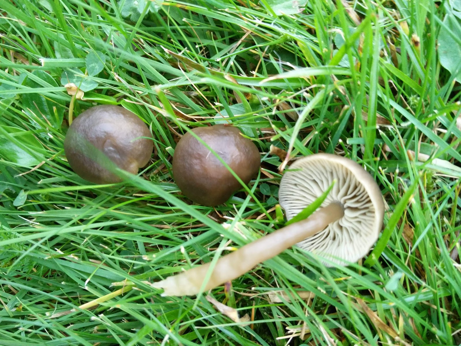 Misidentifying Fungi: November 2018