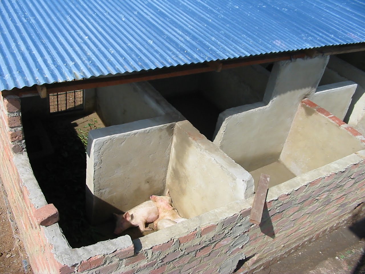 Hoyas for Africa: New piggery