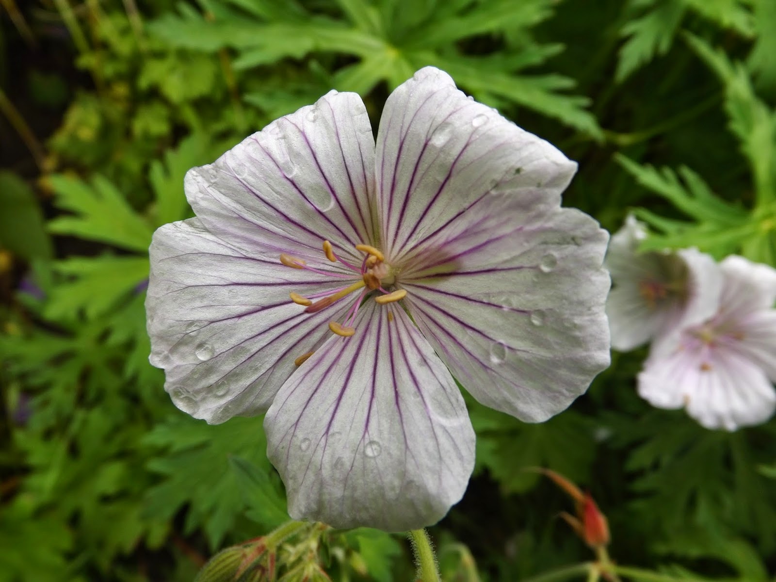 Le Jardin de la Salamandre: Geranium himalayense 'Derrick Cook'