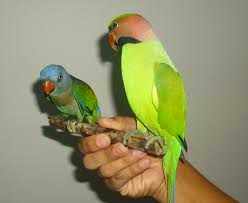 Jenis-jenis Burung Peliharaan Yang Populer | Trying is fun